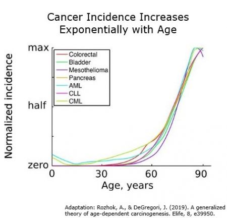 Aging and cancer - Longevity Wiki