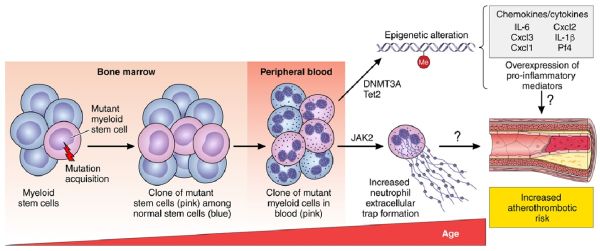 CHIP phenomenon as a risk factor for atherosclerosis - Longevity Wiki