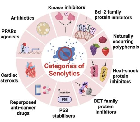 Senolytics - Longevity Wiki