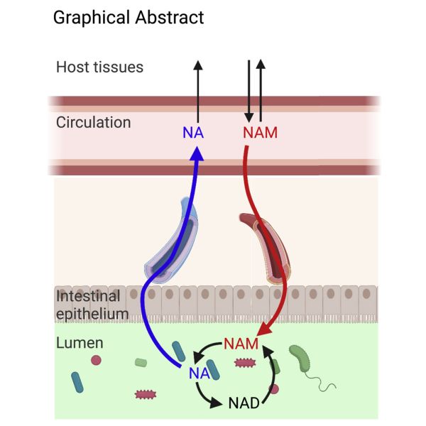 NAD+ - Longevity Wiki