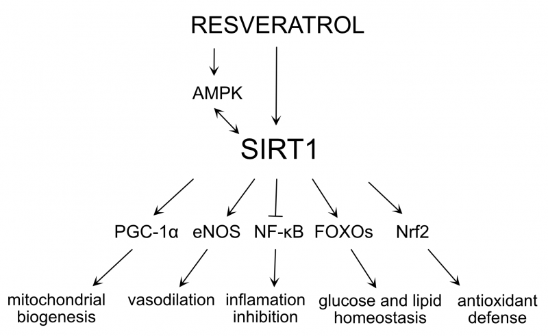 Resveratrol - Longevity Wiki