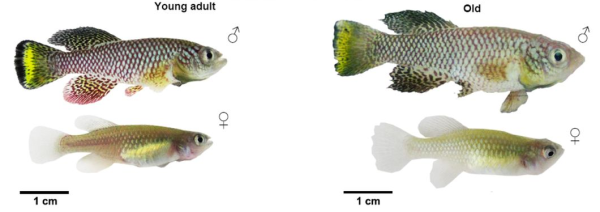 Killifish as an aging animal model - Longevity Wiki